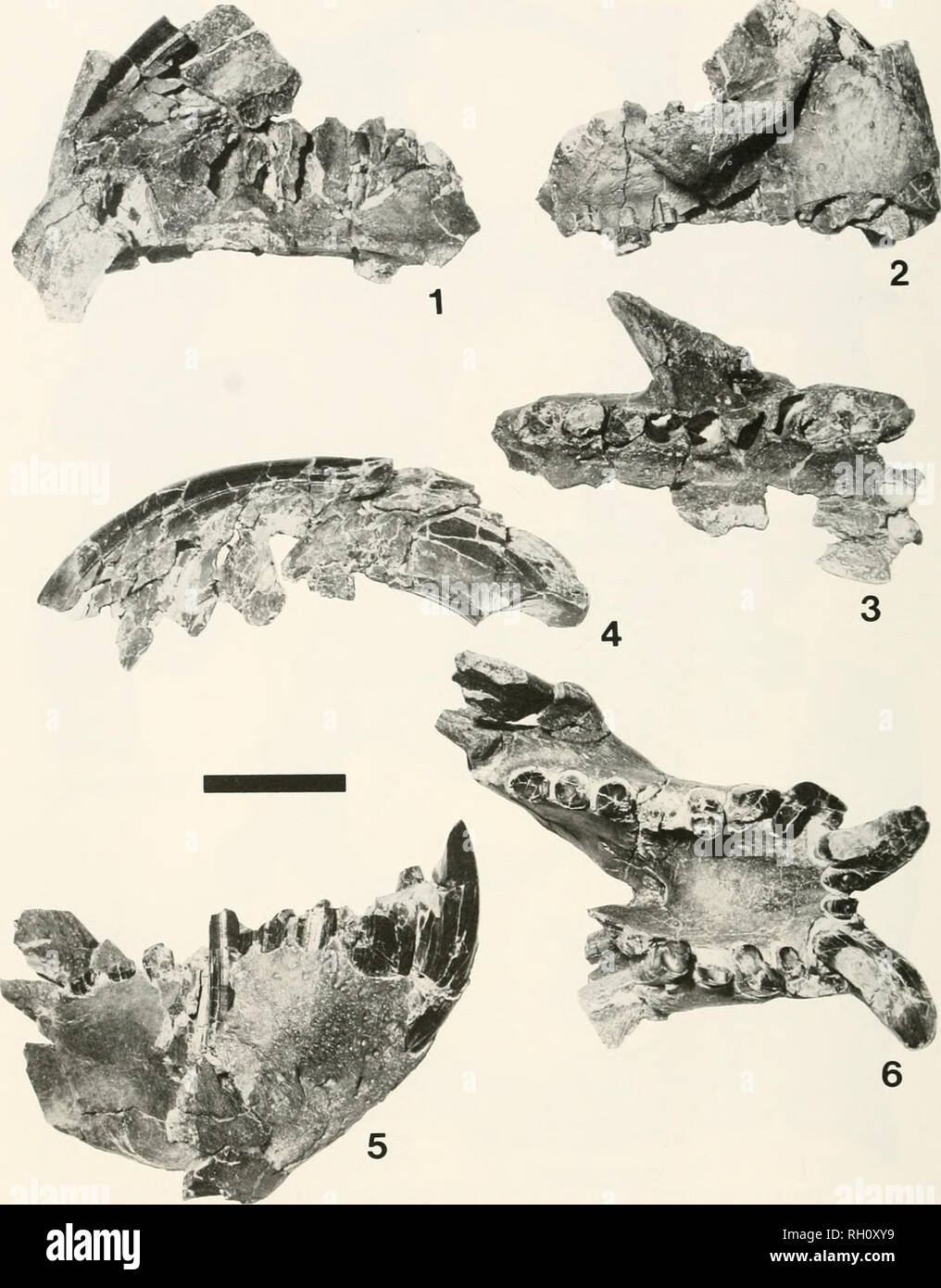 48 6 42 5 cm hi-res stock photography and images - Alamy