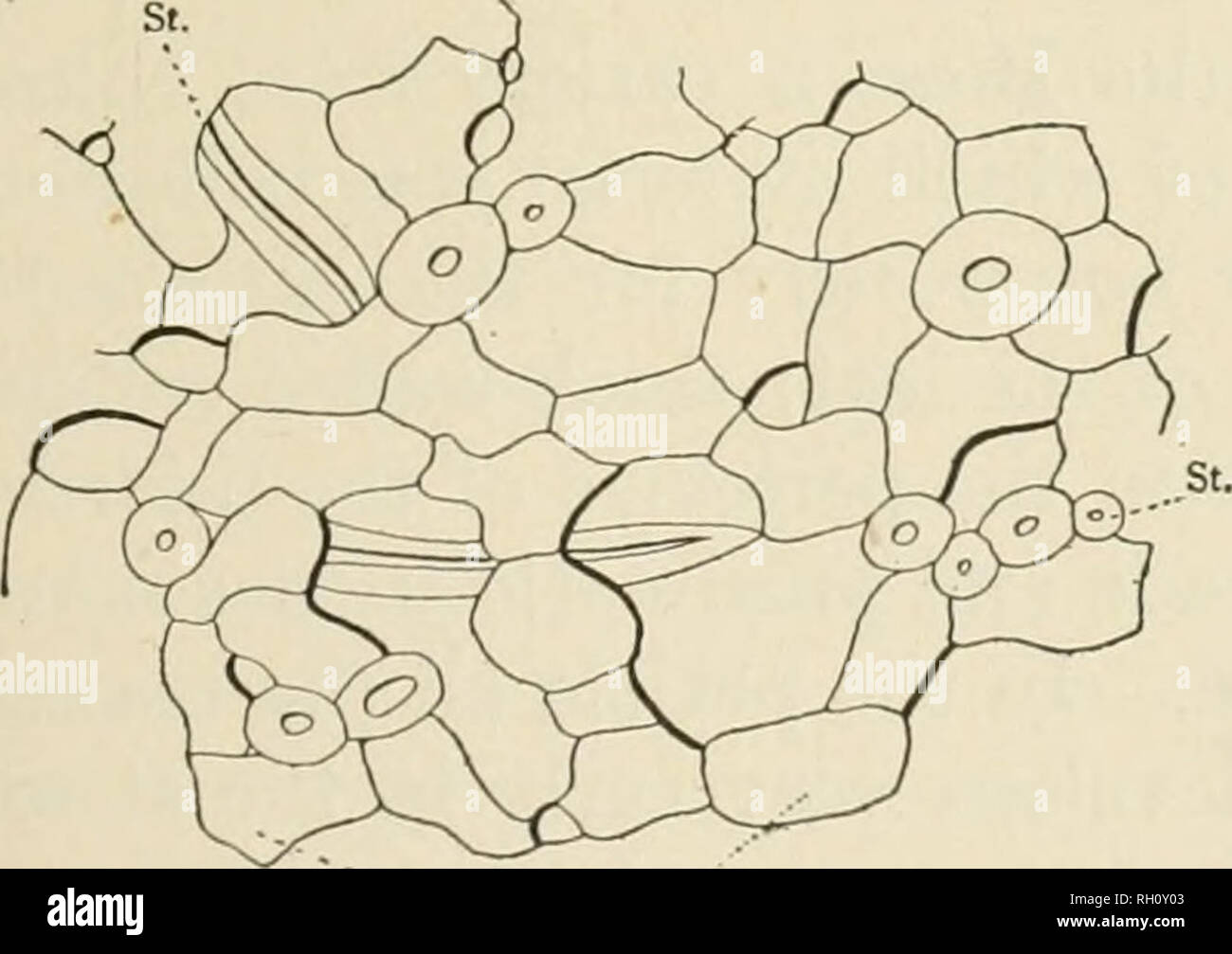 . Bulletin. Agriculture. Fig. 18.—Ventral face of an olive leaf ...