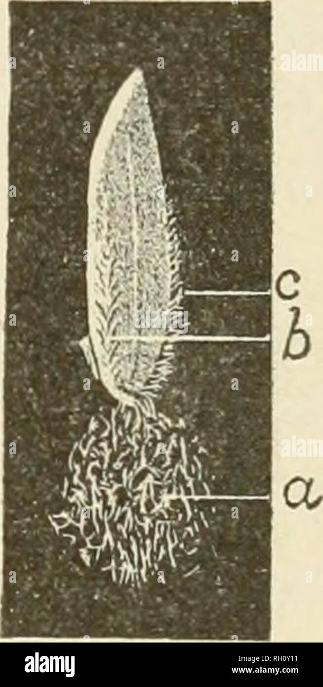 Lower glume hi-res stock photography and images - Alamy