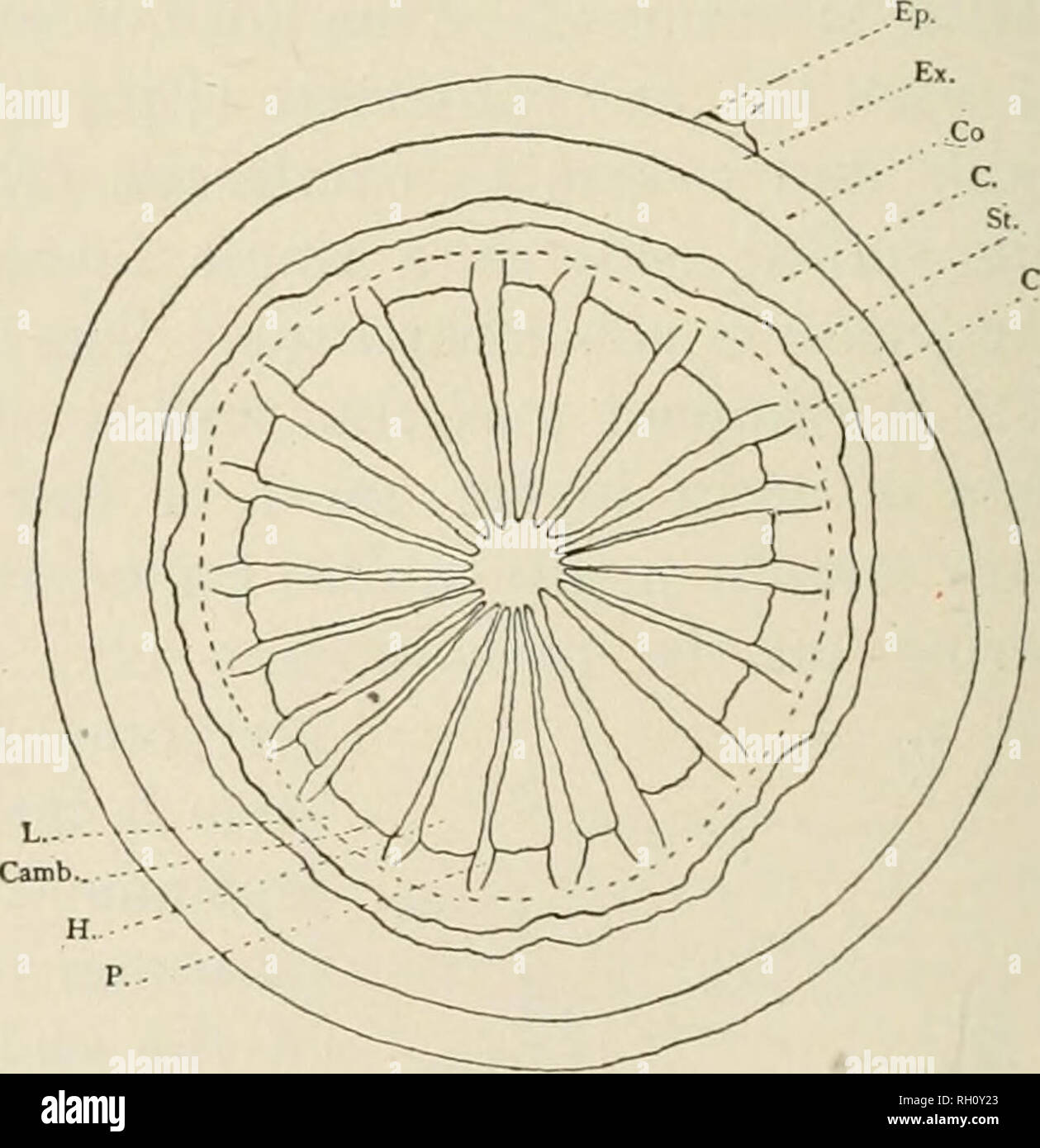 . Bulletin. Agriculture. Camb^ Fig. 14.—The same transverse section ...