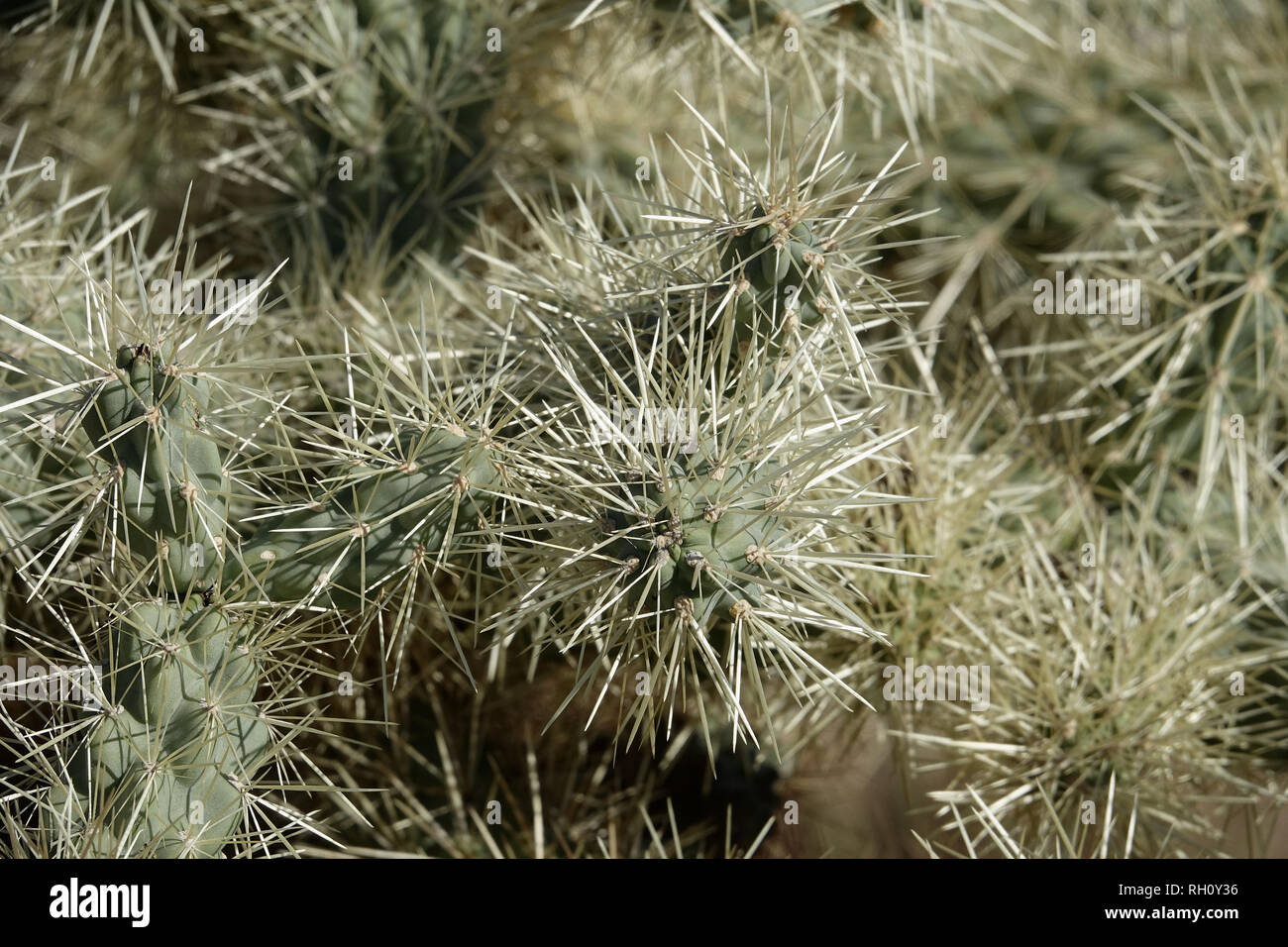 A close up view of cactus spines that form off of local desert ...