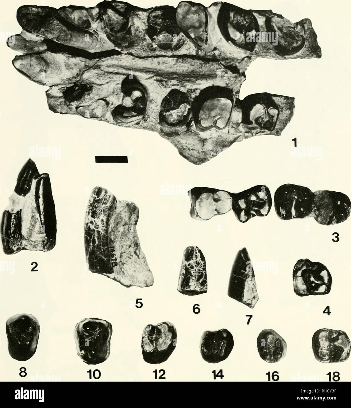 Ectoganus hi-res stock photography and images - Alamy