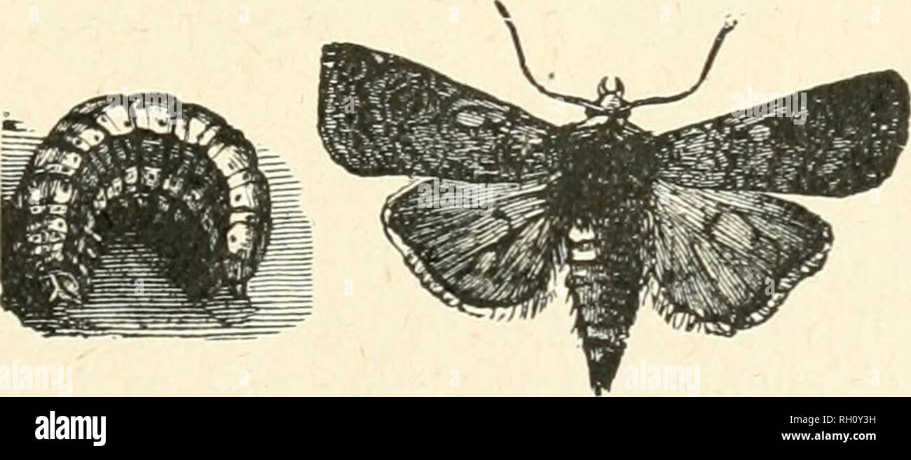 . Bulletin. Agriculture -- Ontario. Fig. 46.—Grape-vine Geometer ...