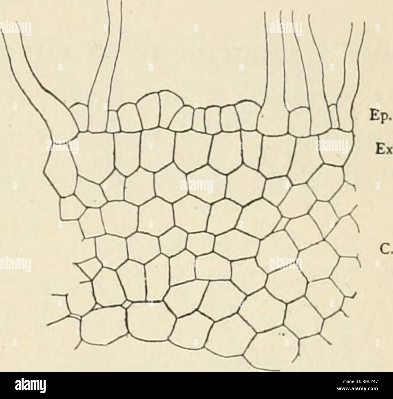 . Bulletin. Agriculture. ANATOMICAL STRUCTURE OF THE OLIVE (OLEA ...