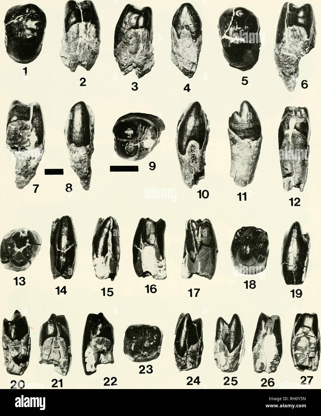 . Bulletin. Natural history; Natuurlijke historie. MAMMALIAN ORDER ...