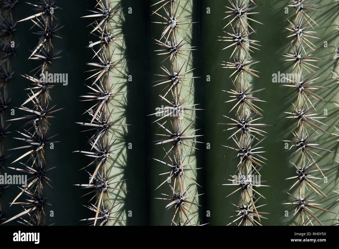 Cactus spines hi-res stock photography and images - Alamy