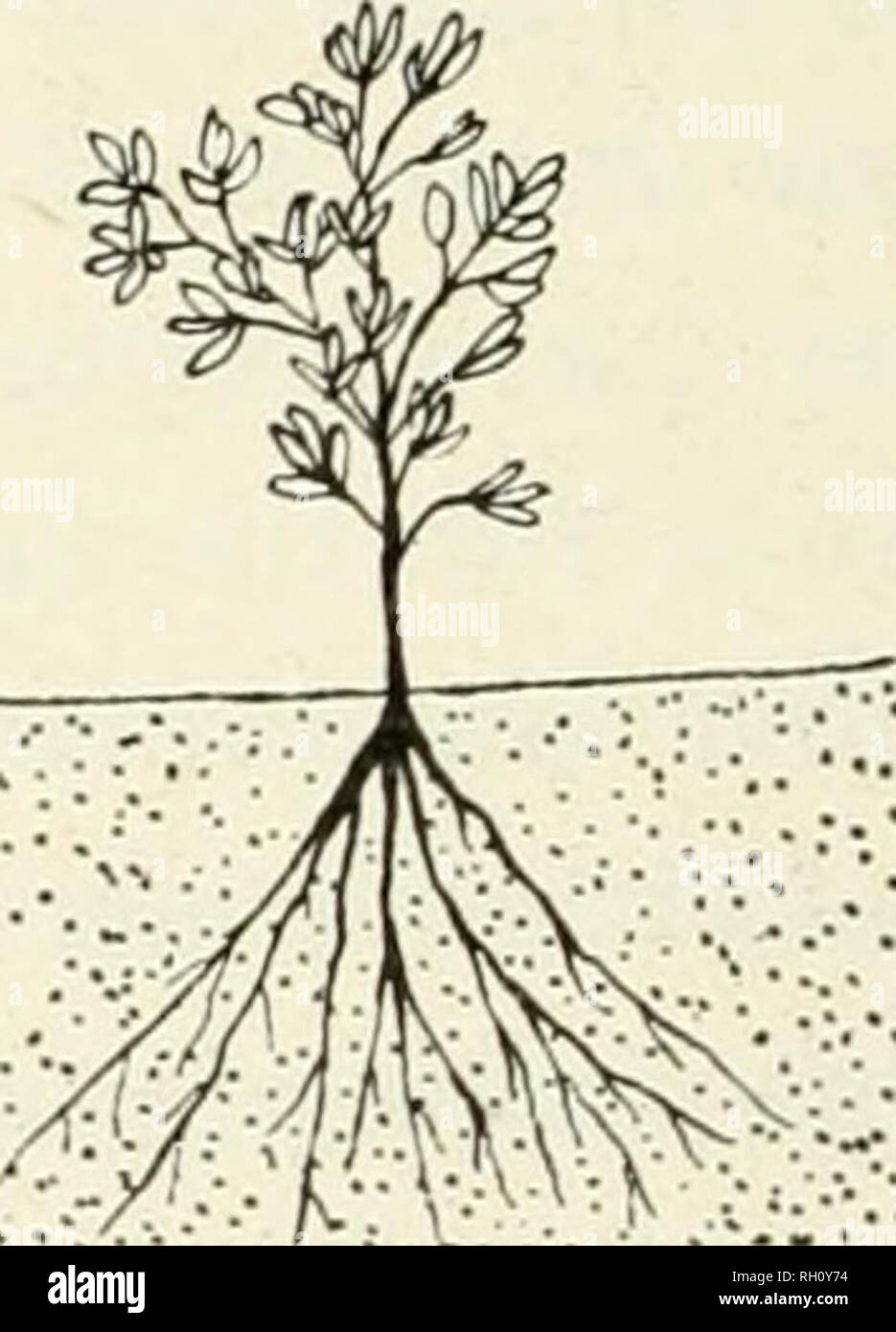 Root Wedging Diagram