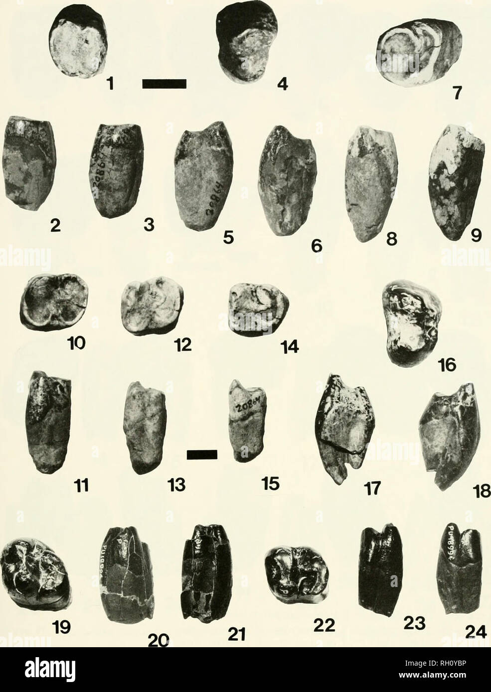 . Bulletin. Natural history; Natuurlijke historie. MAMMALIAN ORDER ...