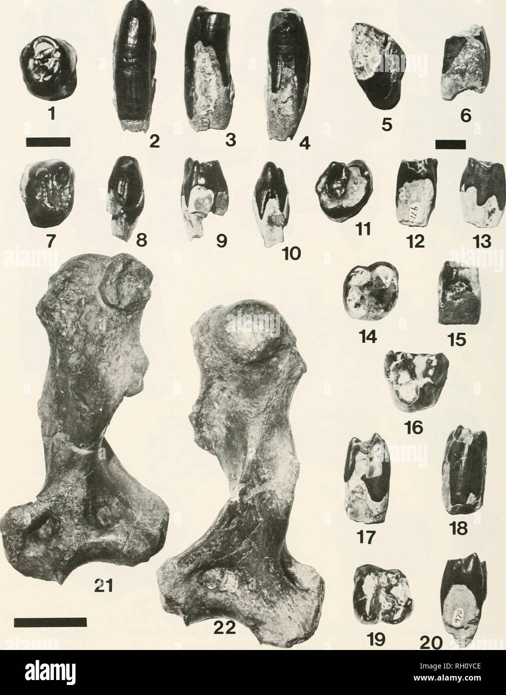 Ectoganus hi-res stock photography and images - Alamy