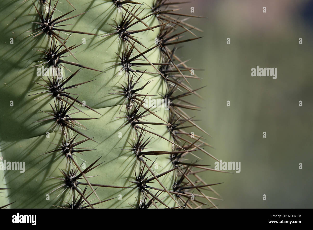 Cactus spines hi-res stock photography and images - Alamy