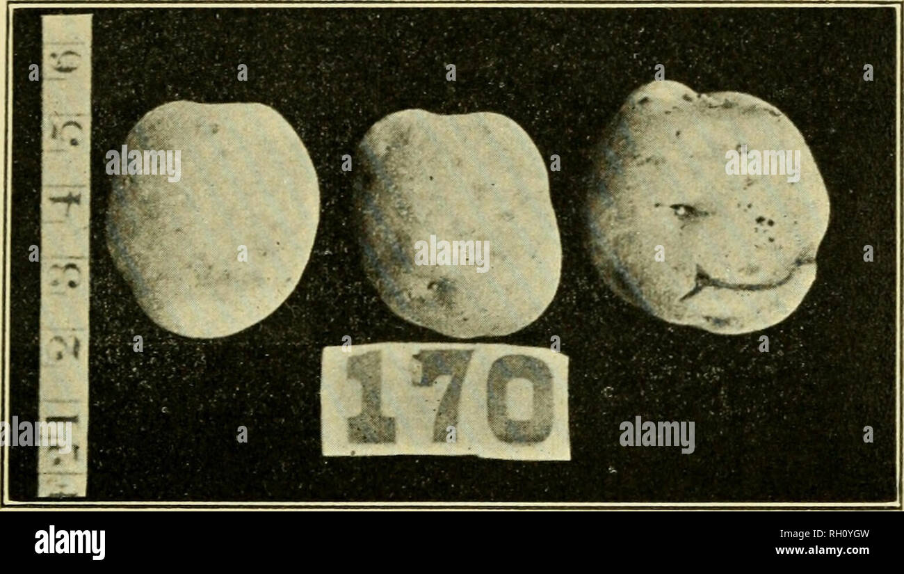 Irish cobbler potato hi-res stock photography and images - Alamy