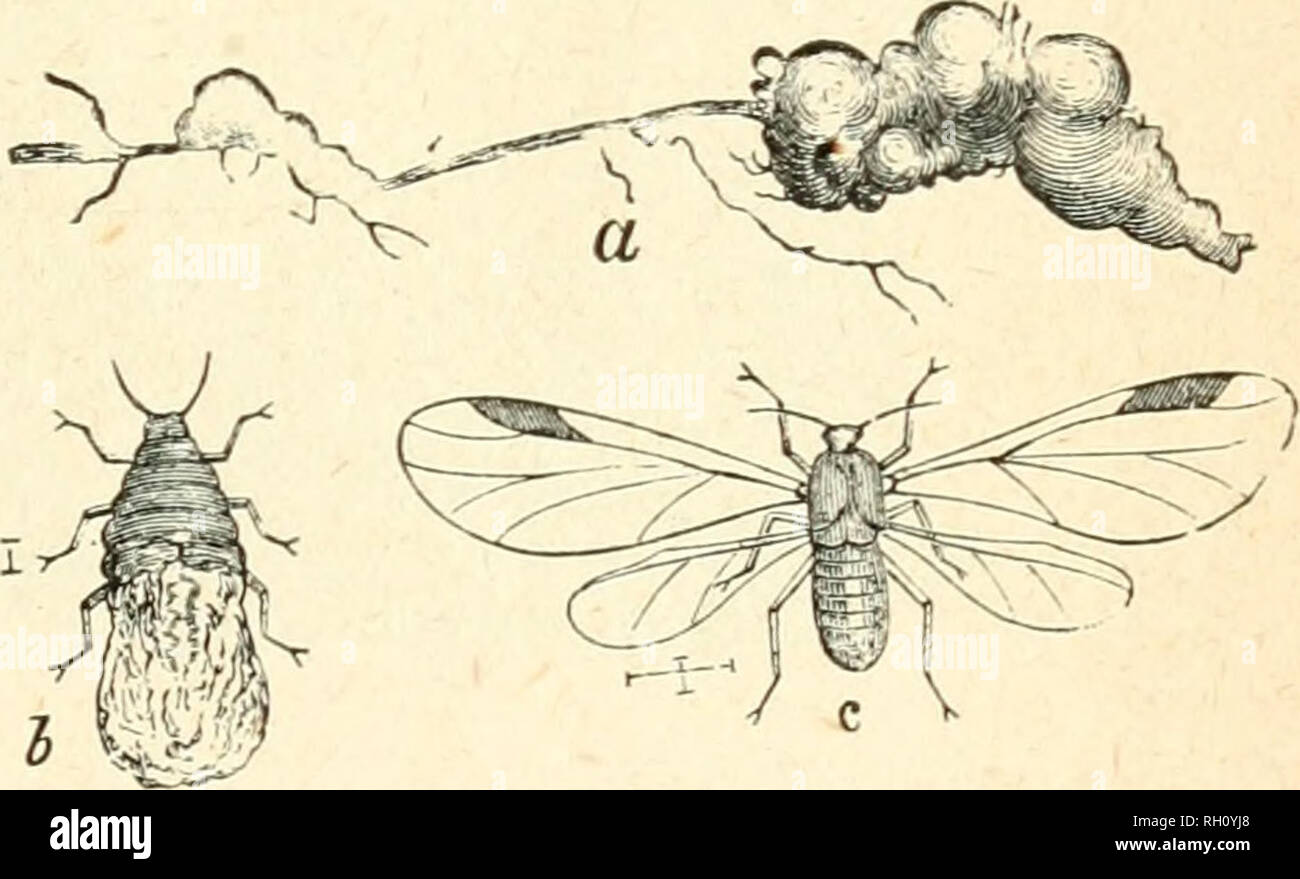 . Bulletin. Agriculture -- Ontario. Fig. 20. Woolly Aphis of the apple ...