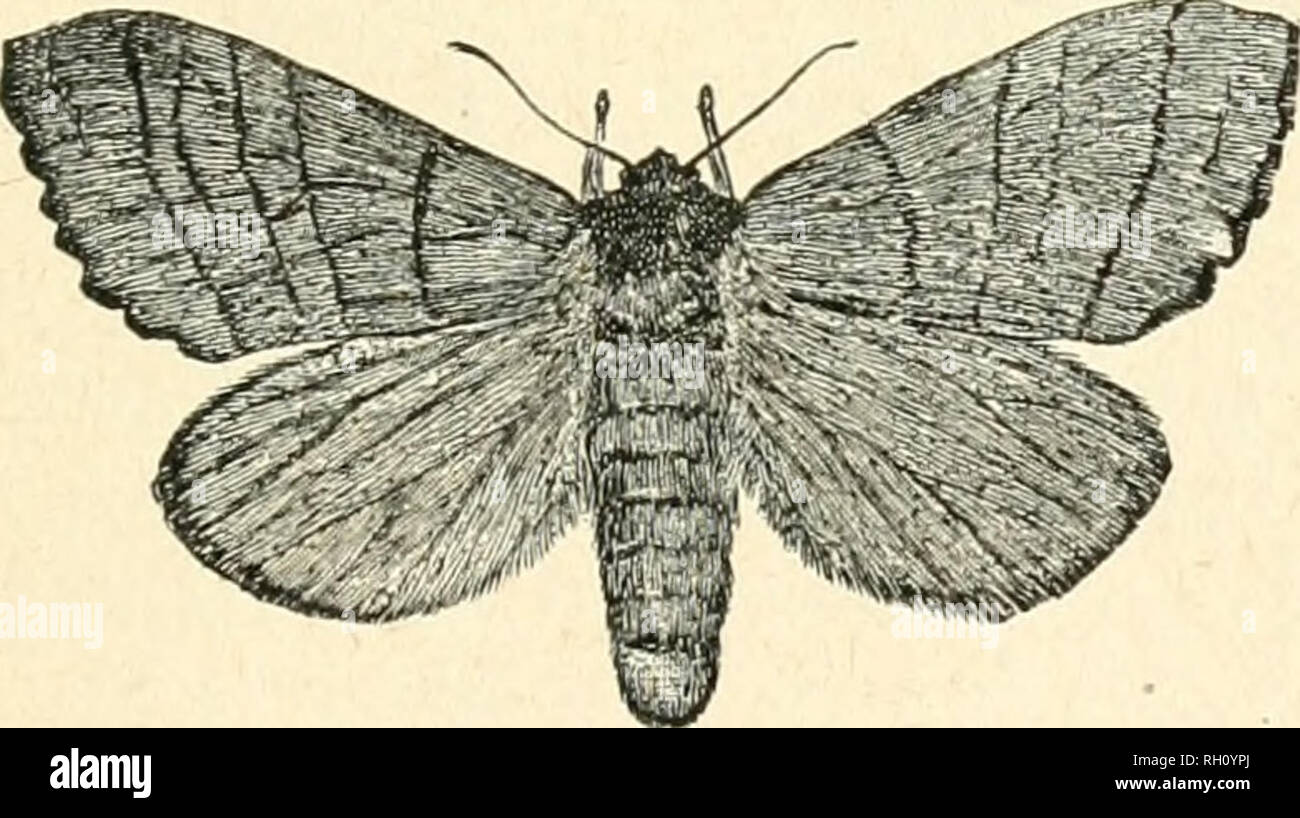 Gregarious creatures hi-res stock photography and images - Alamy