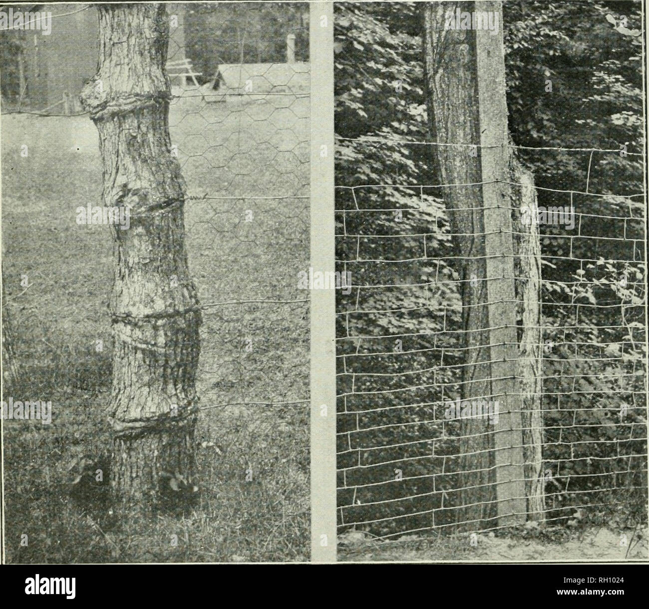 Making Trees From A Fence