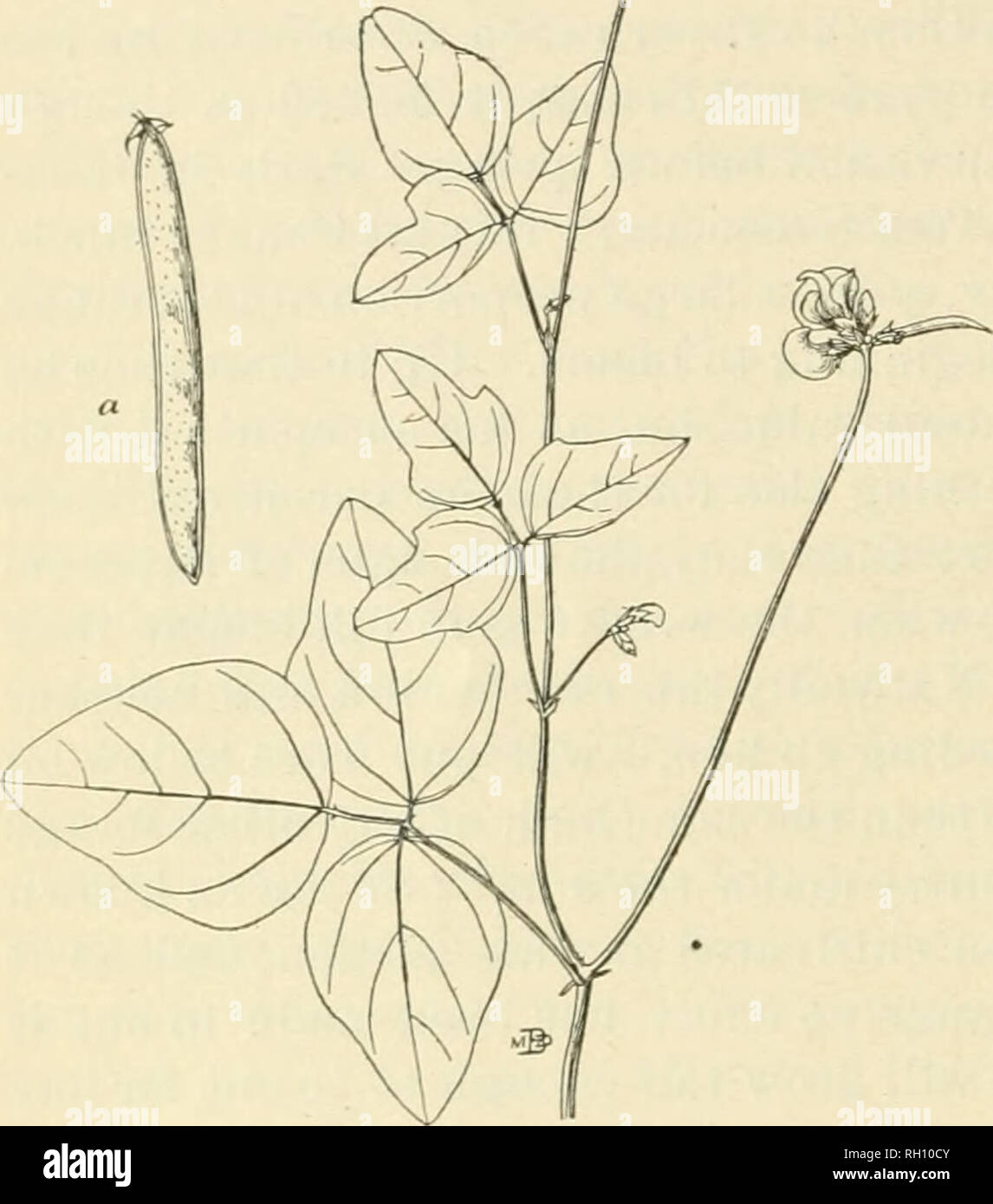 . Bulletin. Gramineae -- United States; Forage plants -- United States ...