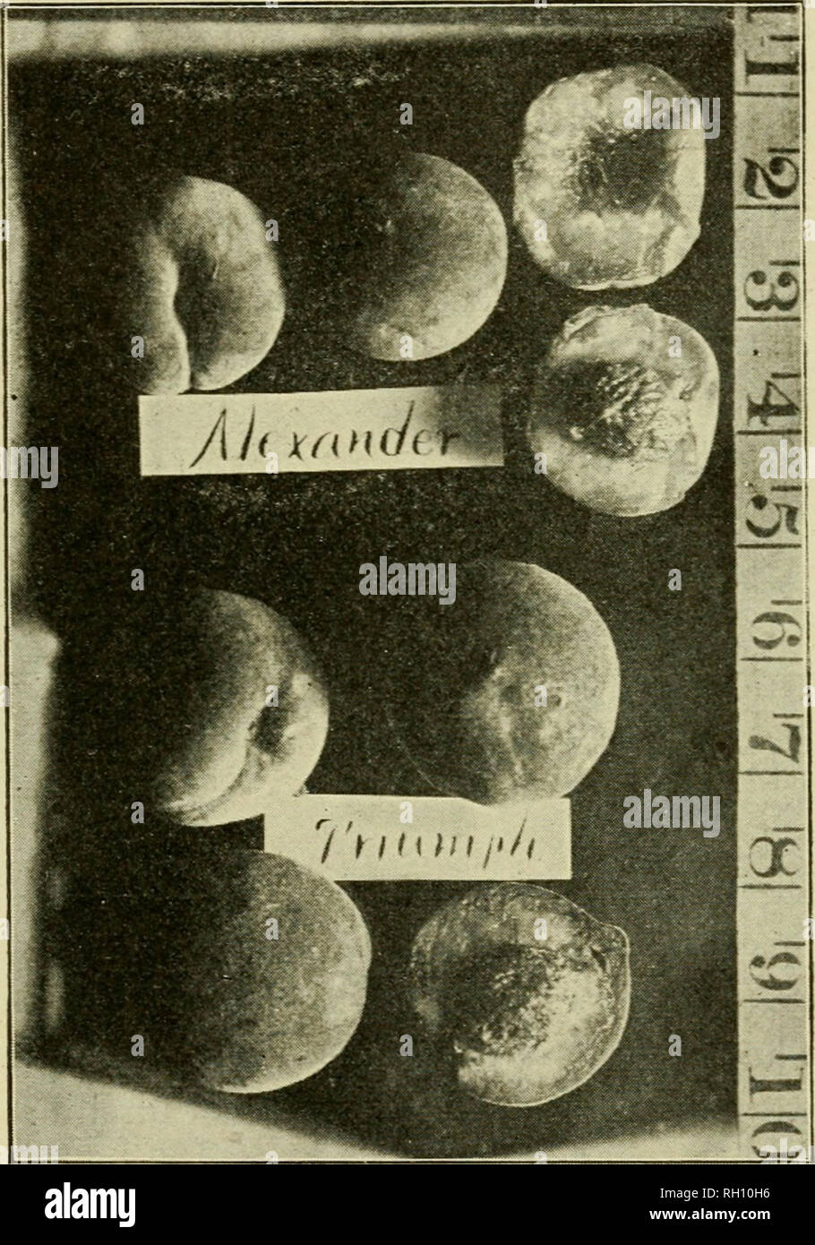 . Bulletin. Agriculture -- New Hampshire. VARIETIES OF PEARS '5 THE ...