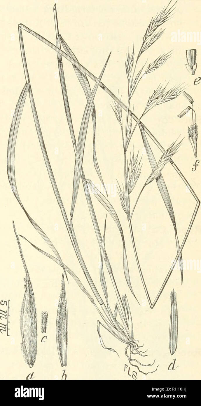 . Bulletin. Gramineae -- United States; Forage plants -- United States ...