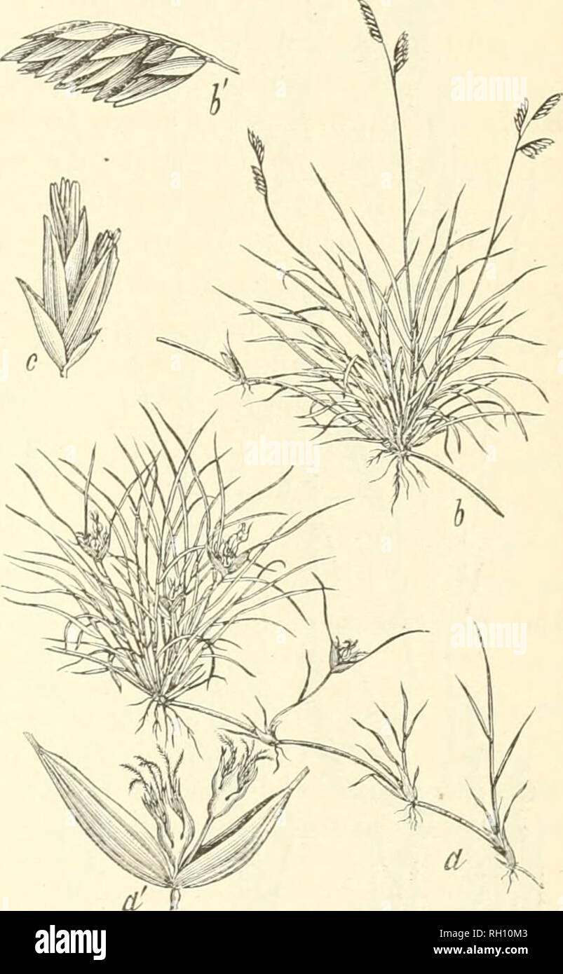 Semiarid grasses hi-res stock photography and images - Alamy