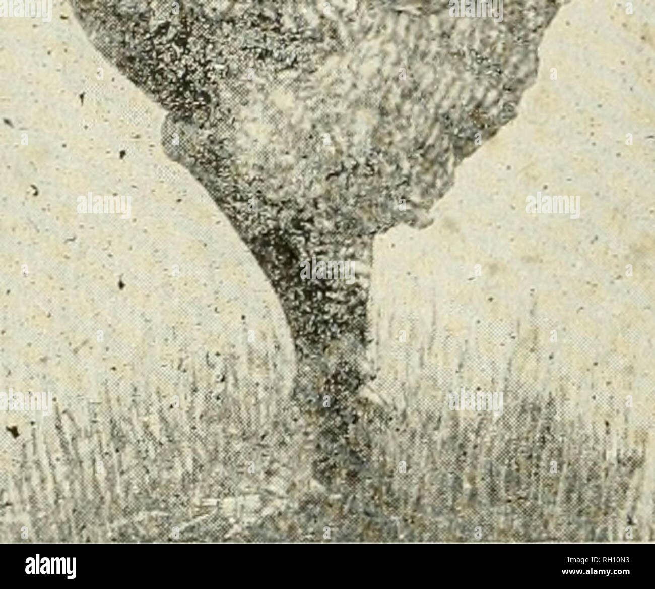 Short stout legs hi-res stock photography and images - Alamy