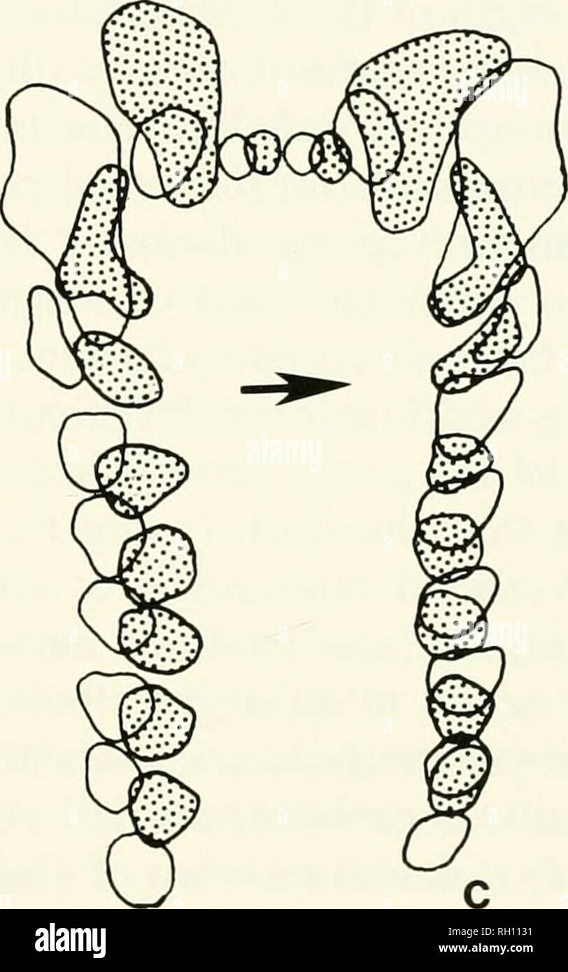 Tooth Occlusion High Resolution Stock Photography and Images - Alamy
