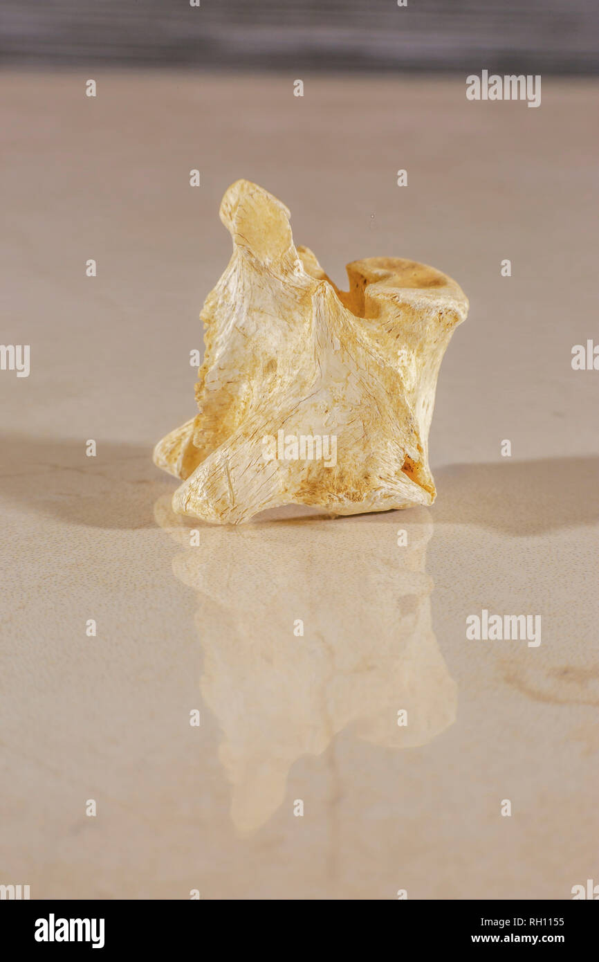 Human anatomy back view hi-res stock photography and images - Alamy