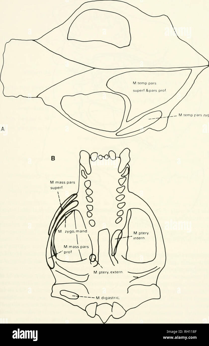 . Bulletin. Natural history; Natuurlijke historie. MAMMALIAN ORDER ...