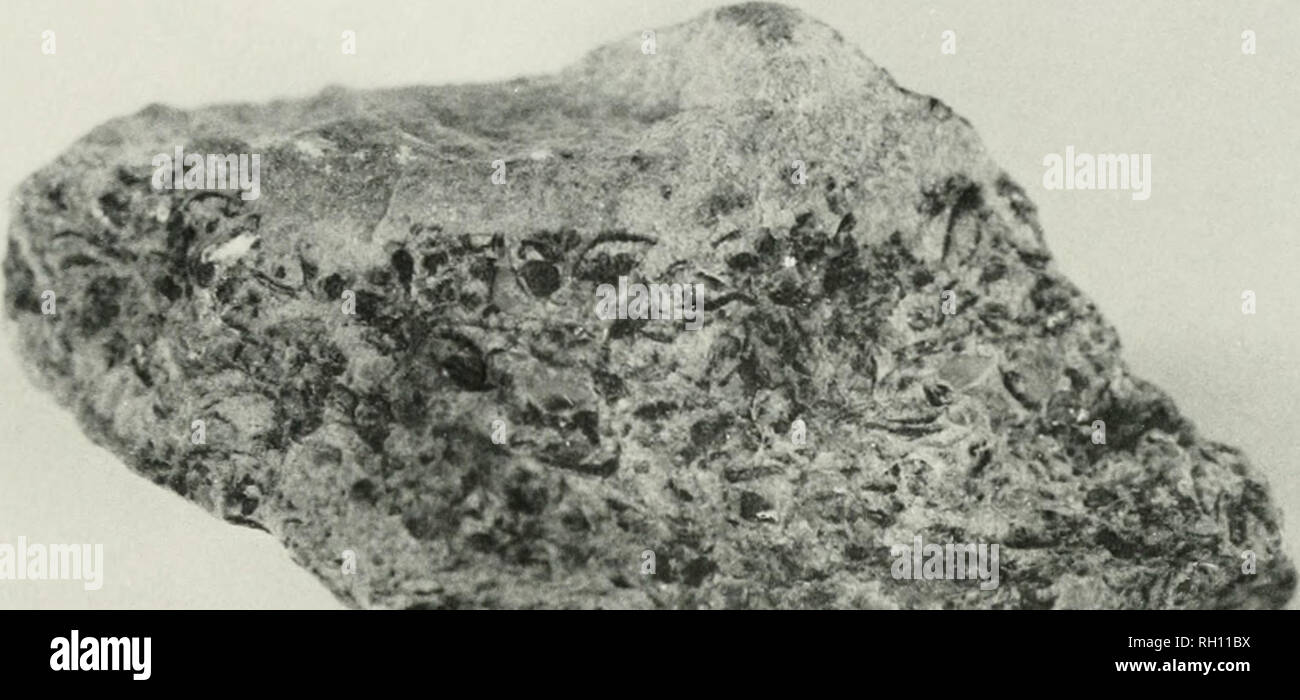 . Bulletin. Natural history; Natuurlijke historie. COROSAURUS ...