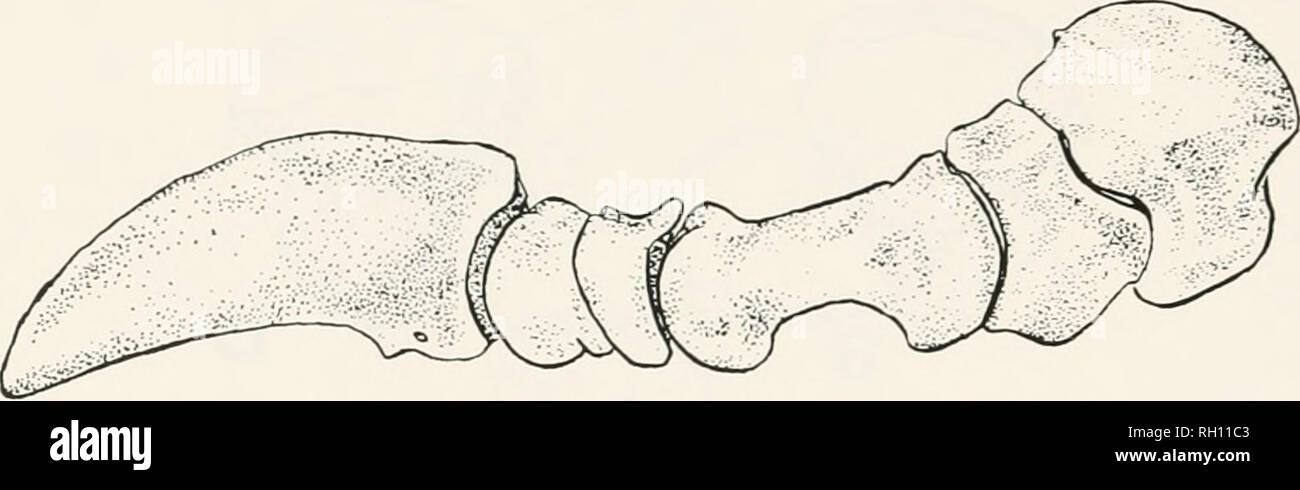. Bulletin. Natural history; Natuurlijke historie. 112 PEABODY MUSEUM ...