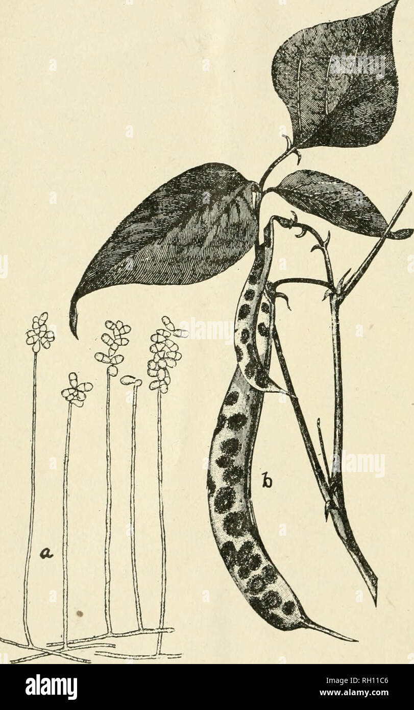 Spore pods hi-res stock photography and images - Alamy