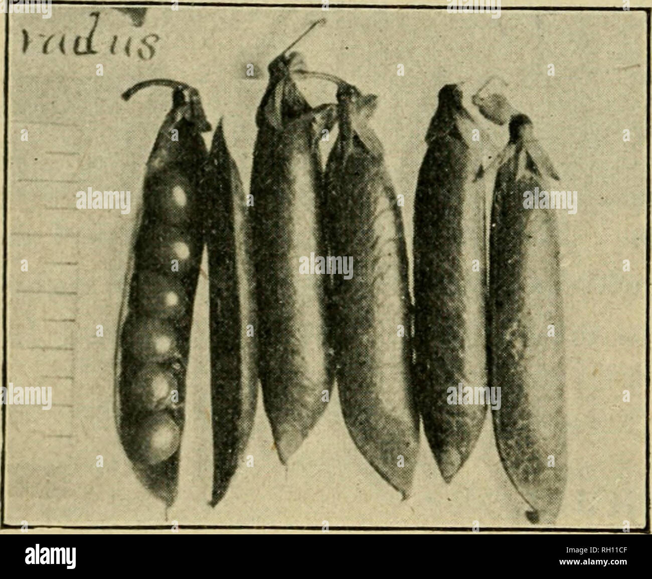 New early pea prosperity hi-res stock photography and images - Alamy