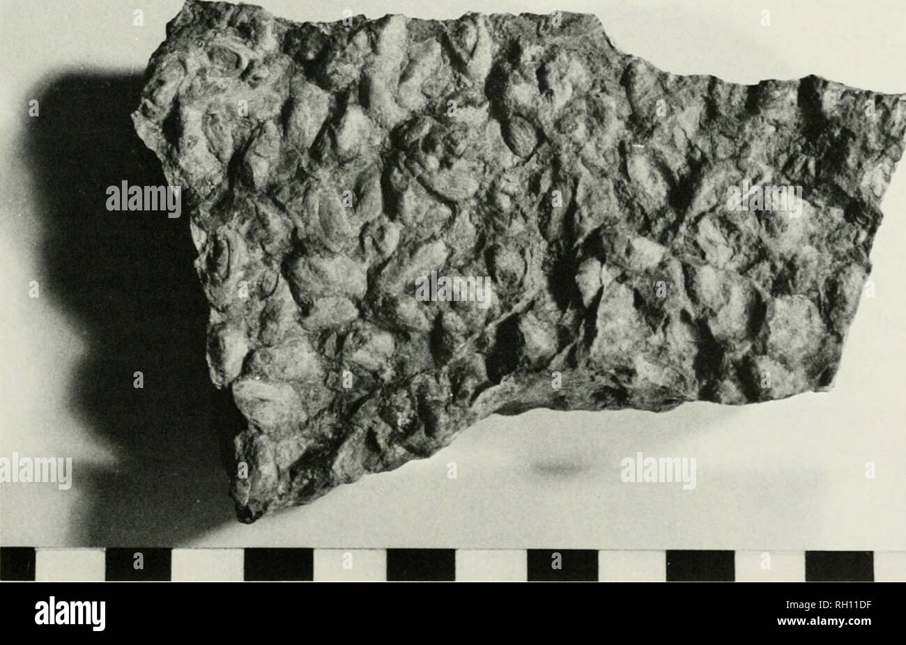 . Bulletin. Natural history; Natuurlijke historie. llllfTTi Fig. 53 ...