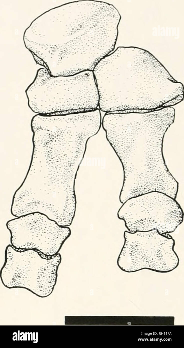 Unciform High Resolution Stock Photography and Images - Alamy