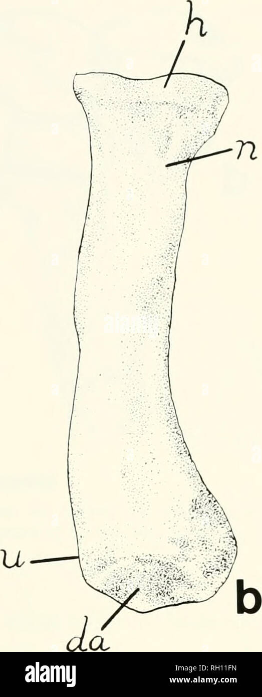 . Bulletin. Natural history; Natuurlijke historie. Fig. 37. The left ...