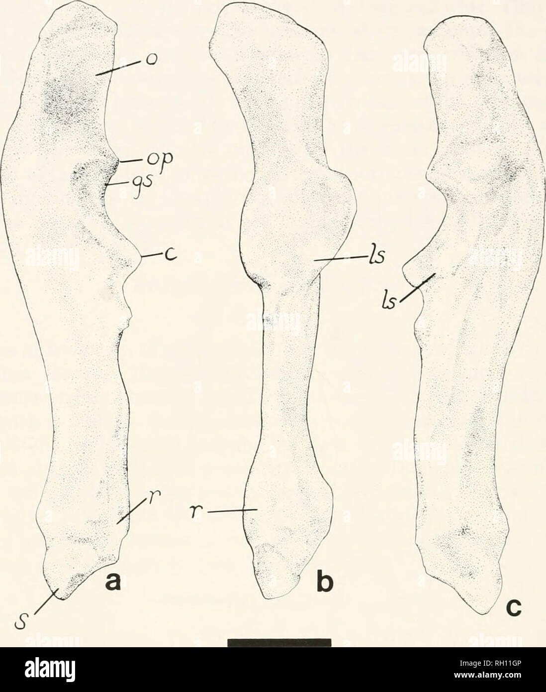 . Bulletin. Natural history; Natuurlijke historie. 108 PEABODY MUSEUM ...