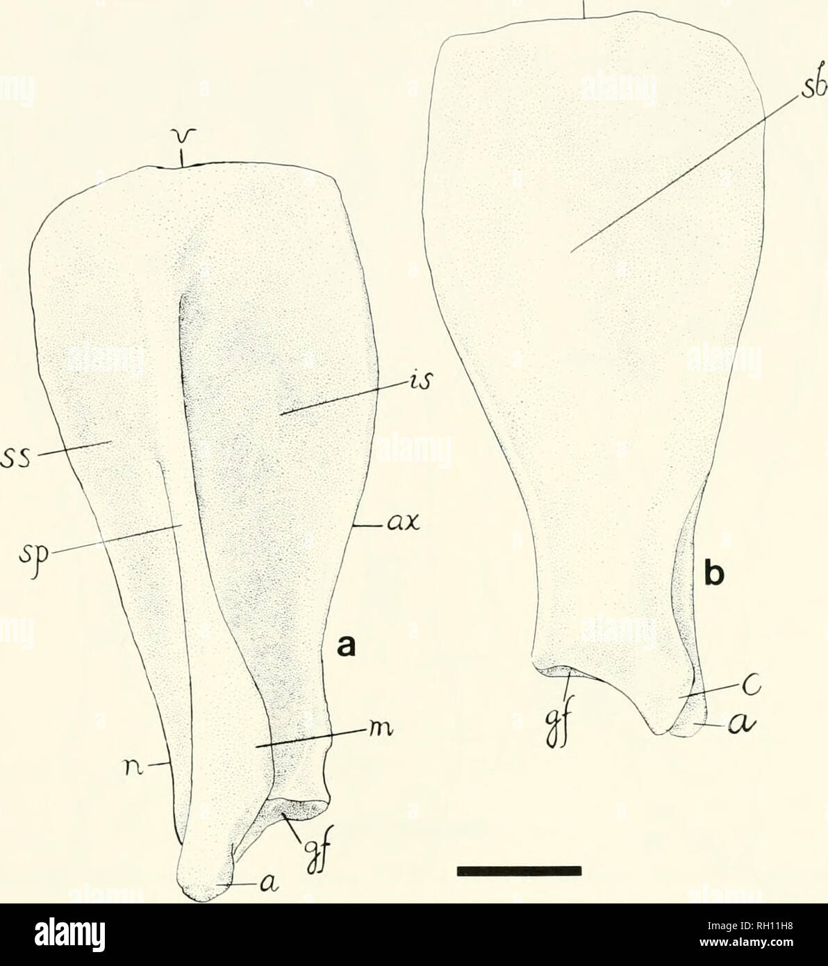 Medial border of scapula hi-res stock photography and images - Alamy