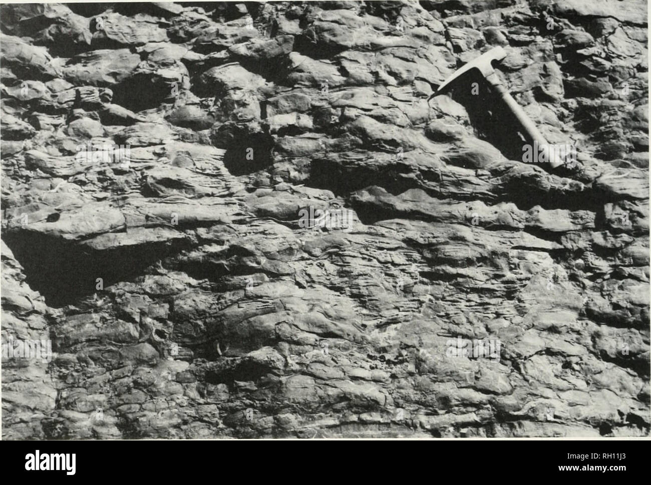 . Bulletin. Natural history; Natuurlijke historie. 96 PEABODY MUSEUM ...