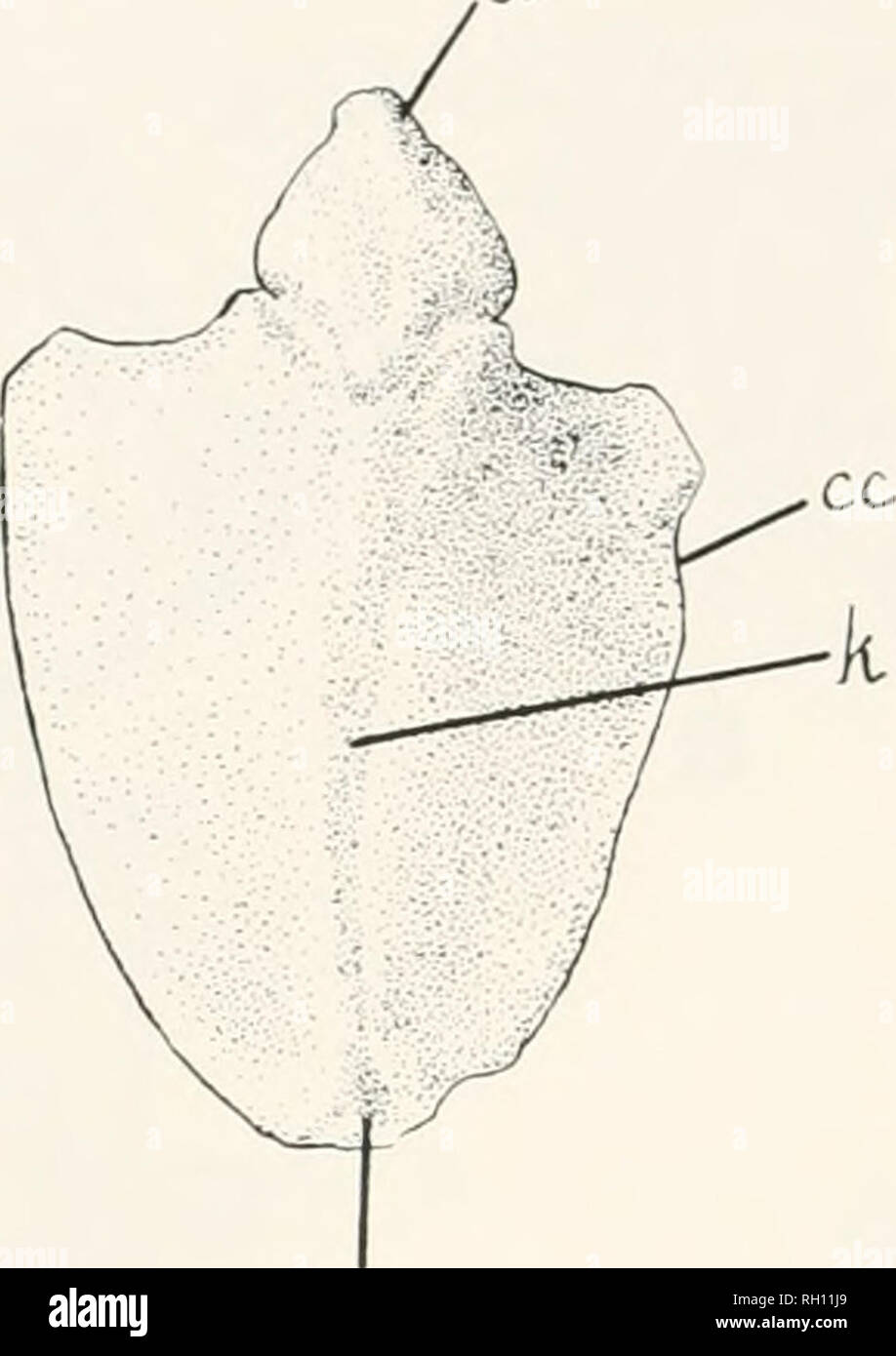 . Bulletin. Natural history; Natuurlijke historie. 104 PEABODY MUSEUM ...