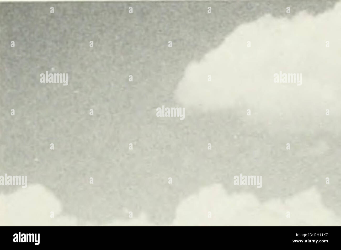 Corosaurus hi-res stock photography and images - Alamy