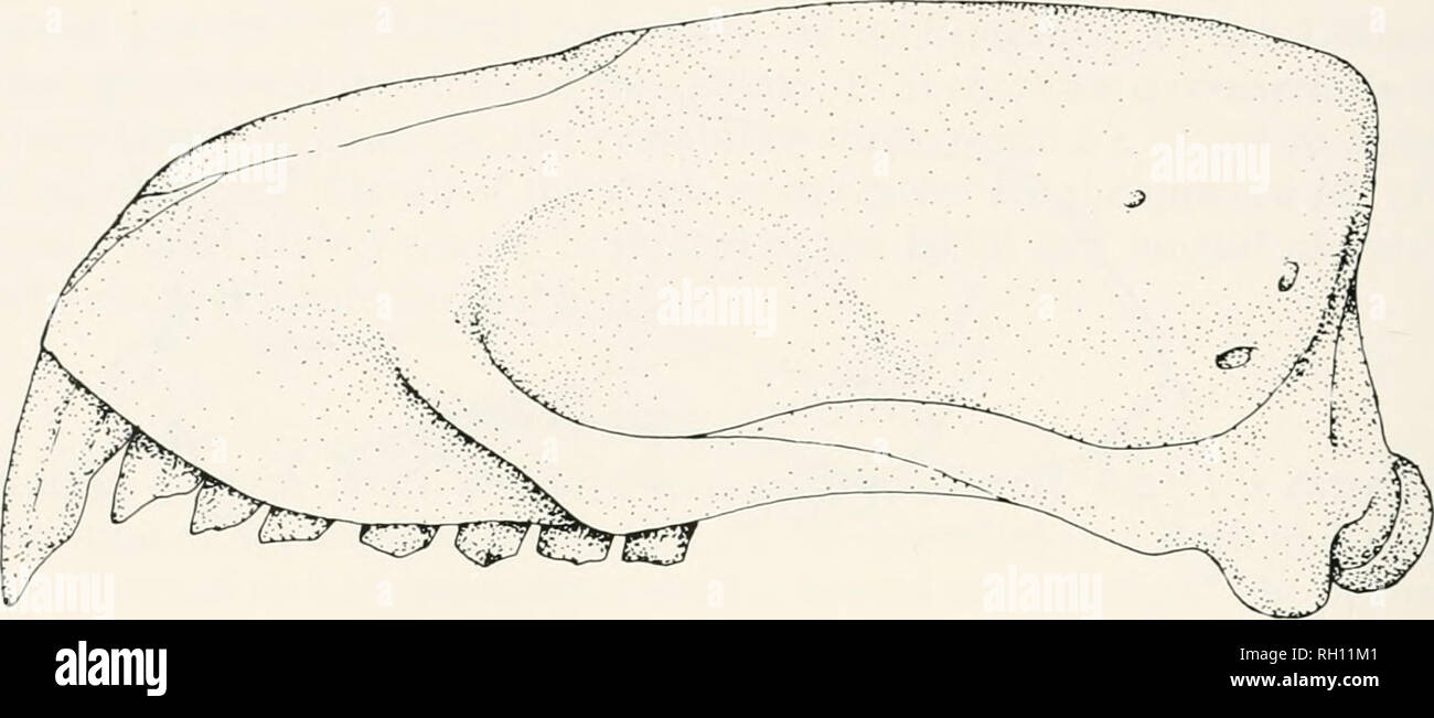 . Bulletin. Natural history; Natuurlijke historie. 100 PEABODY MUSEUM ...