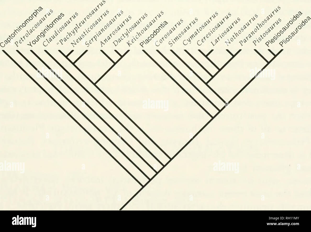 Claudiosaurus hi-res stock photography and images - Alamy