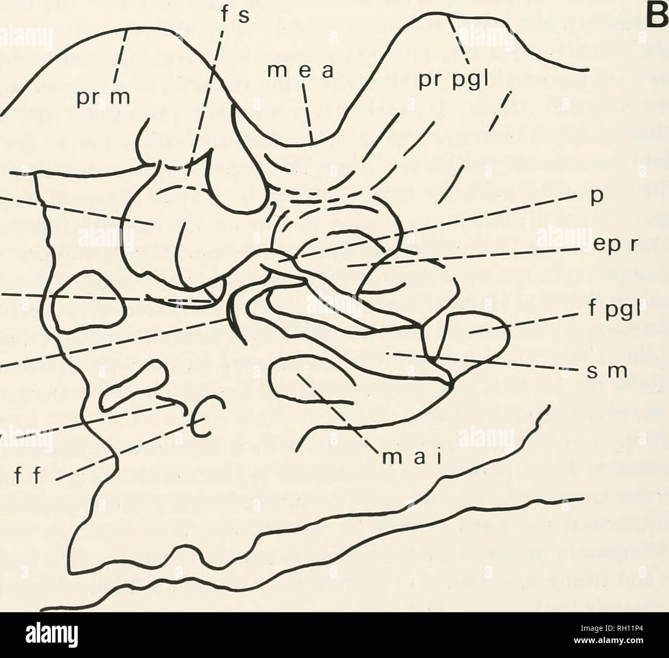 . Bulletin. Natural history; Natuurlijke historie. s f - J fe ^ â7/^csj ...