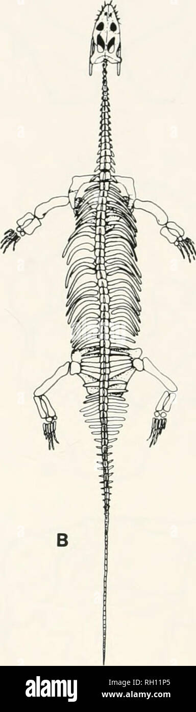 . Bulletin. Natural history; Natuurlijke historie. Fig. 38 ...