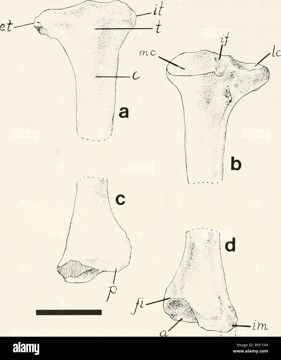 . Bulletin. Natural history; Natuurlijke historie. 68 PEABODY MUSEUM ...