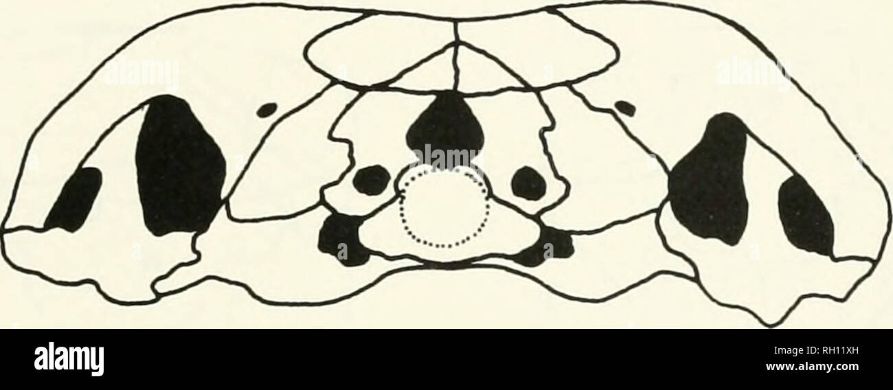 . Bulletin. Natural history; Natuurlijke historie. Fig. 35 ...