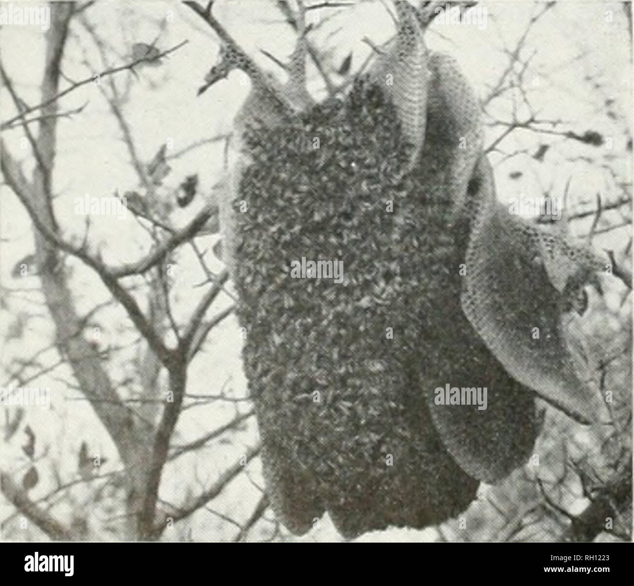 Peter kalm hi-res stock photography and images - Alamy