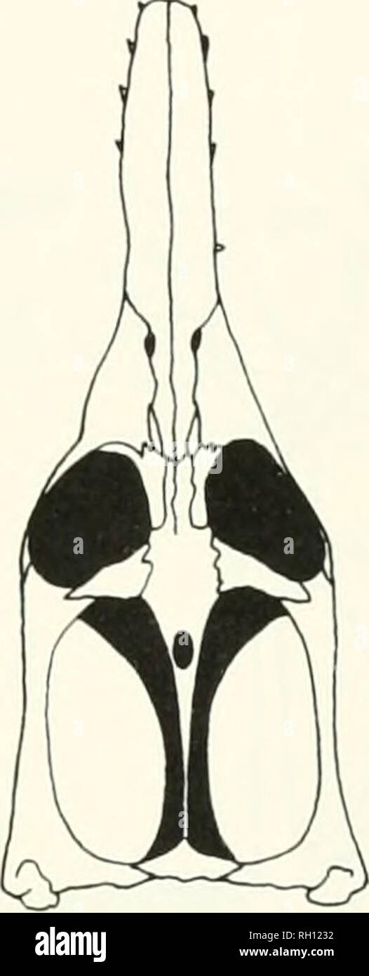 . Bulletin. Natural history; Natuurlijke historie. D Fig. 31 ...