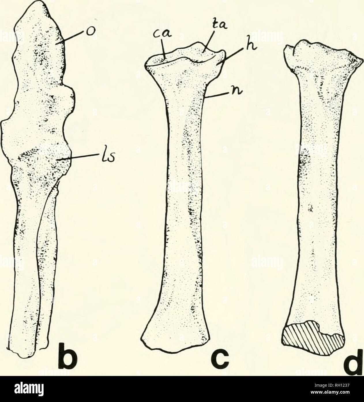 . Bulletin. Natural history; Natuurlijke historie. ?. Fig. 13. The ulna ...
