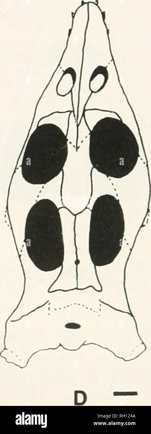 Neusticosaurus hi-res stock photography and images - Alamy