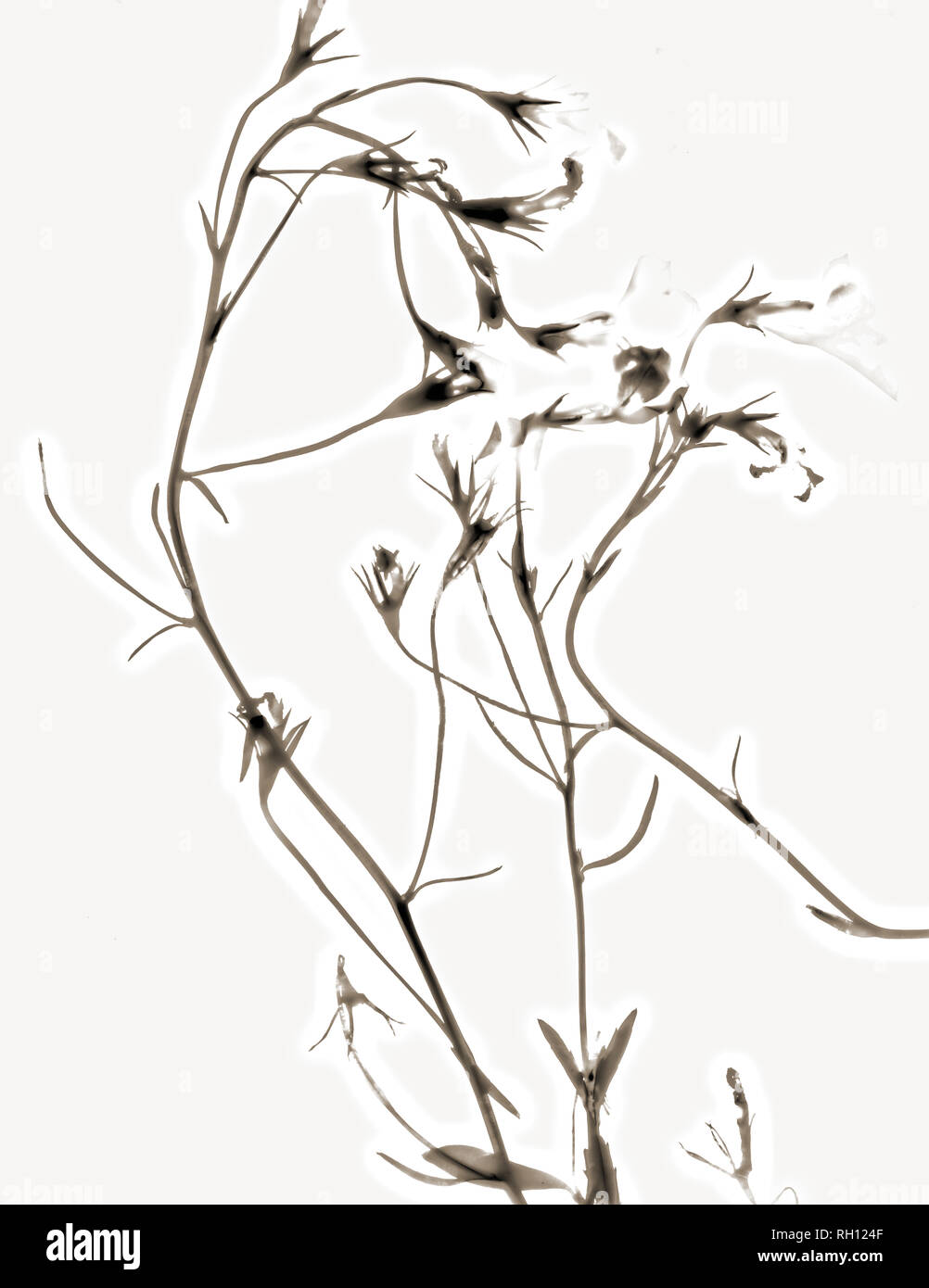 Nature natural form forms hi-res stock photography and images - Alamy