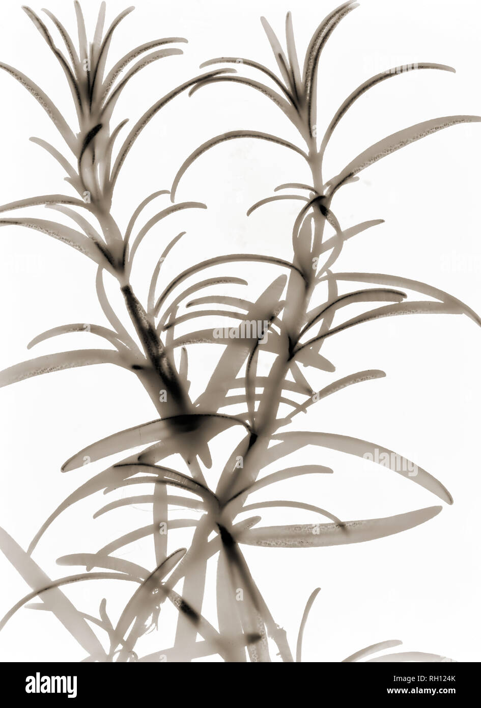 Form forms natural nature hi-res stock photography and images - Alamy